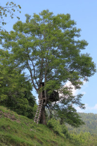 Die Esche ein schnell wachsender Baum für den Garten